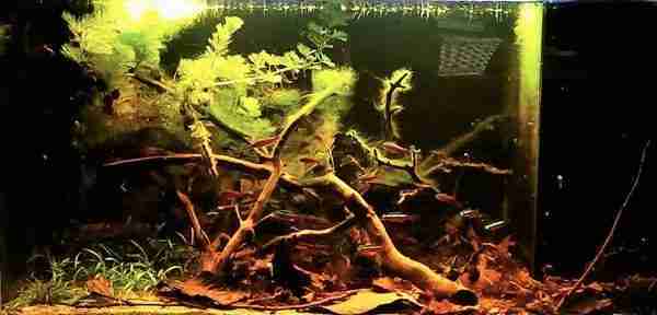 A Fishroom Filled With Biotopes - Biotope One