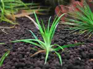 A World of Eriocaulon Aquarium Plants - Biotope One