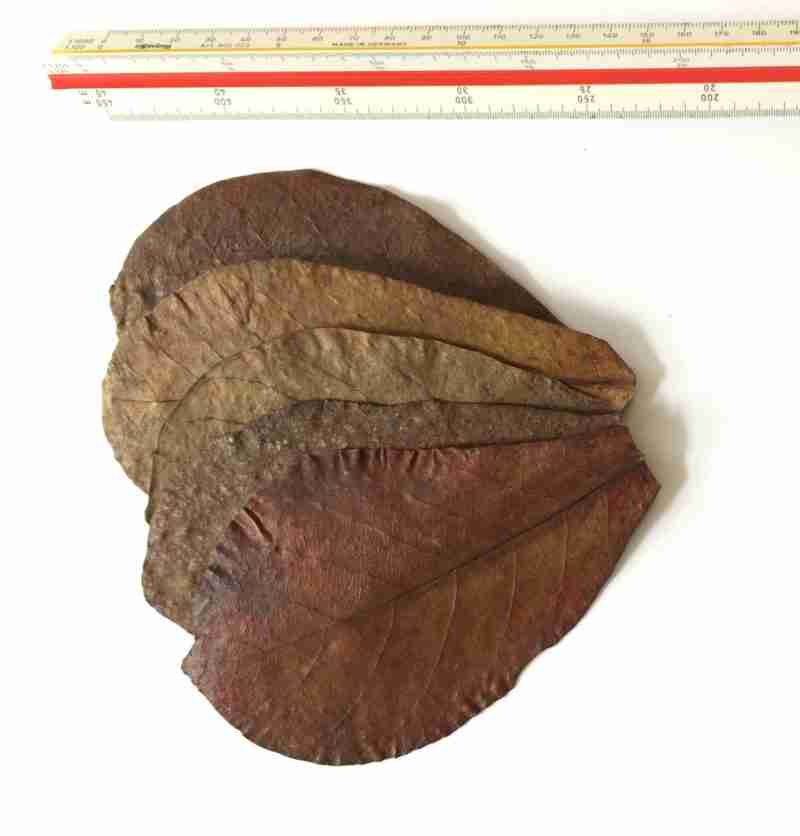 Leaf Litter Botanicals Benefit Aquariums - Biotope One